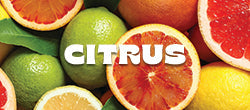 Citrus Notes Collection – Acura Perfumes